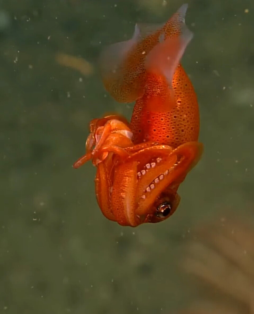 Lmwevil - Moderator Application part 3 - Moderator Applications - CM ...